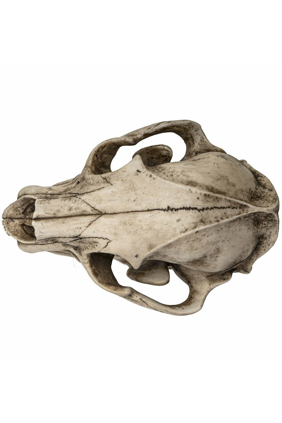 Extinct Pantherine Lion Skull Replica – VampireFreaks